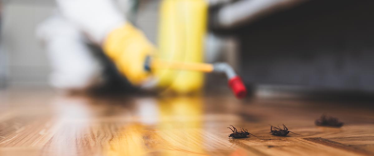 How to Get Rid of and Prevent Roaches in Texas | Maid Zen